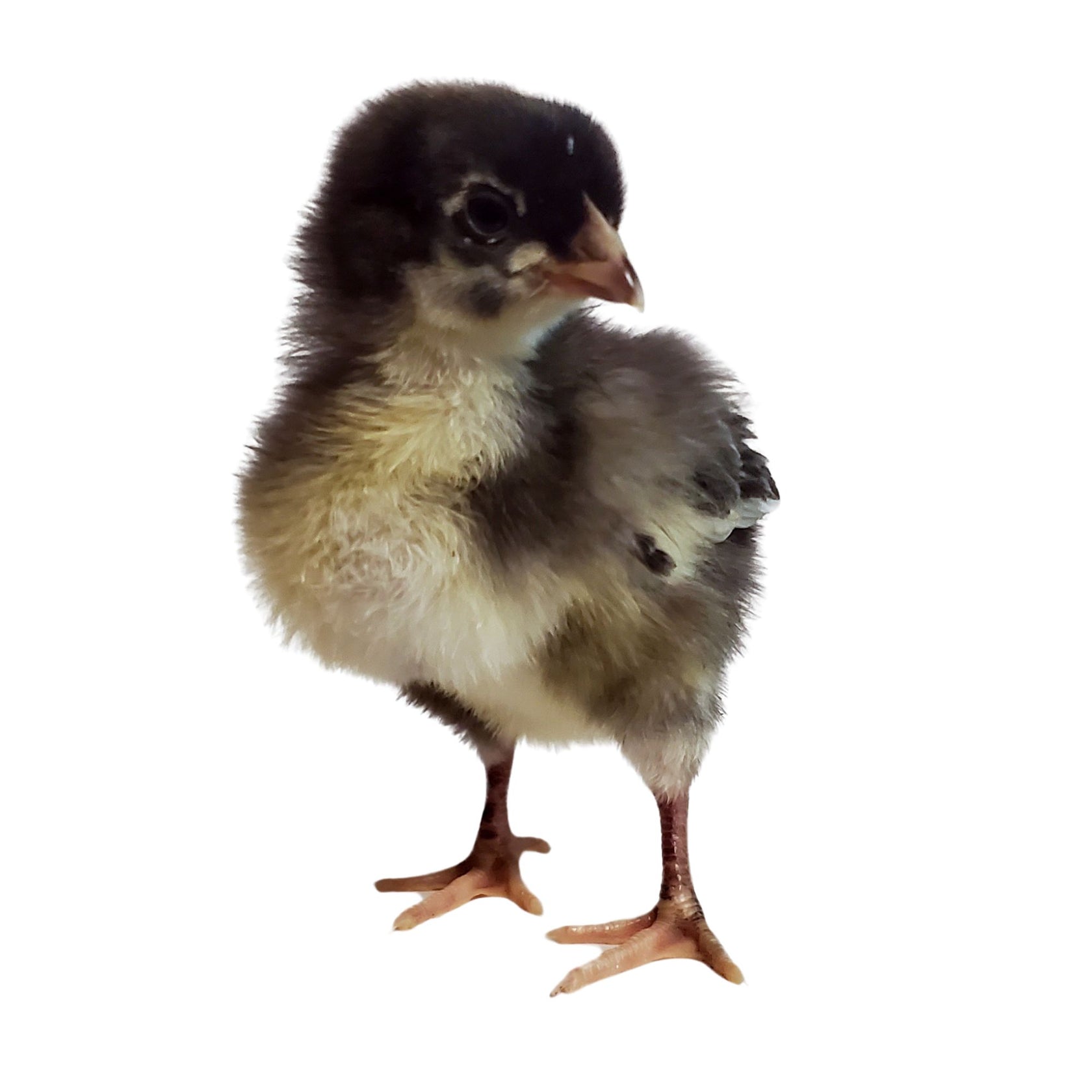 Baby Chicks: Blue Cuckoo Marans - My Pet Chicken