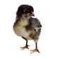 Baby Chicks: Blue Cuckoo Marans - My Pet Chicken