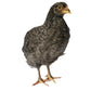 Baby Chicks: Blue Cuckoo Marans - My Pet Chicken