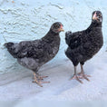 Baby Chicks: Blue Cuckoo Marans - My Pet Chicken