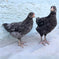 Baby Chicks: Blue Cuckoo Marans - My Pet Chicken