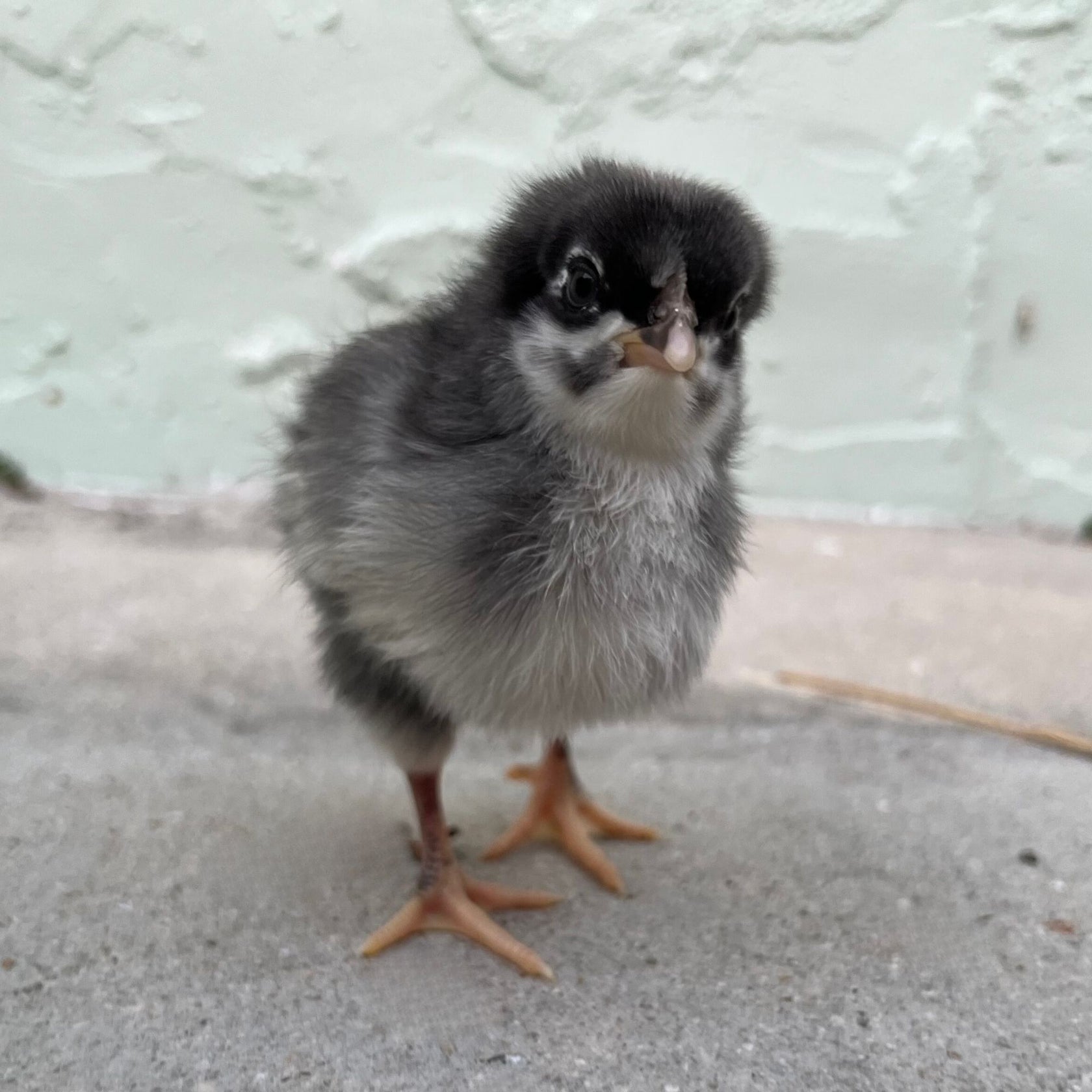 Baby Chicks: Blue Cuckoo Marans - My Pet Chicken