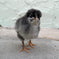 Baby Chicks: Blue Cuckoo Marans - My Pet Chicken