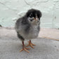 Baby Chicks: Blue Cuckoo Marans - My Pet Chicken