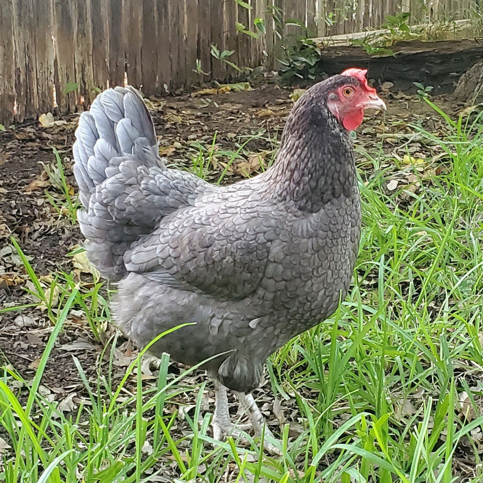 Baby Chicks: Blue Cuckoo Marans - My Pet Chicken
