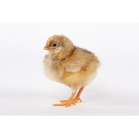 Baby Chick Identification Photos - My Pet Chicken