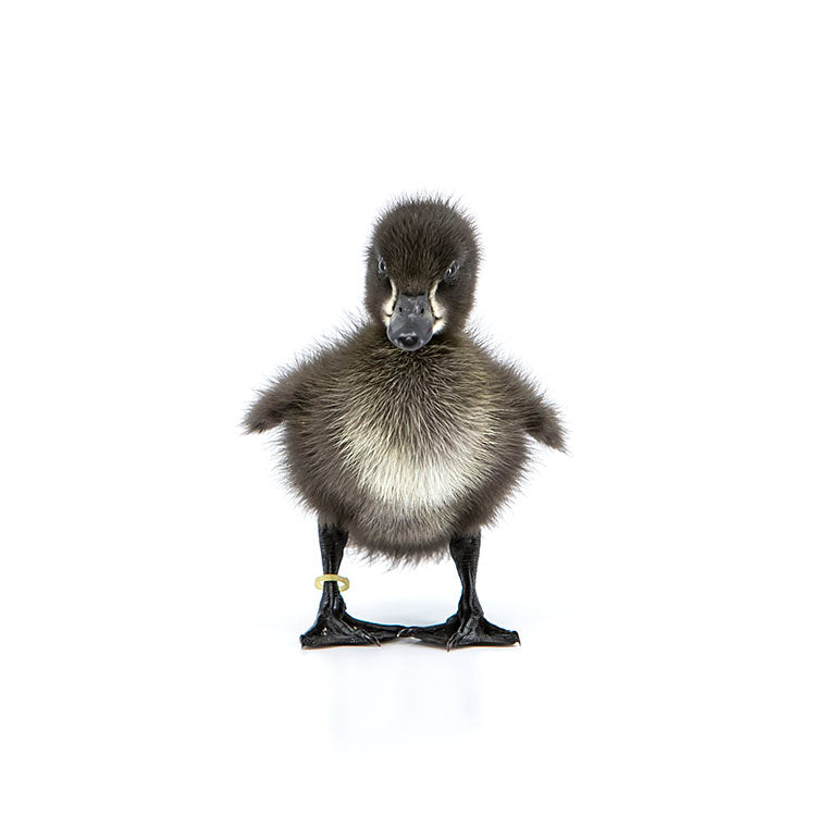 Hatching Eggs: Blue Runner Duck - My Pet Chicken