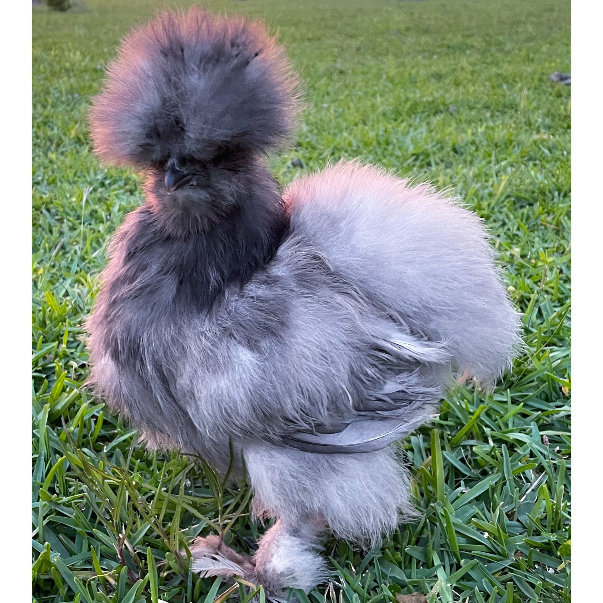 Pullet: Blue Silkie Bantam, Shipping Week of - My Pet Chicken