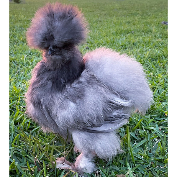 Hatching Eggs: Silkie Bantam, Breeder's Choice of Color, Merry Manor L ...