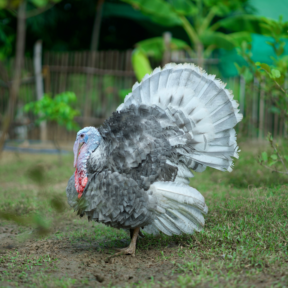 Turkey Poult: Mystery Turkey Poult from Our Heritage Assortment - My ...