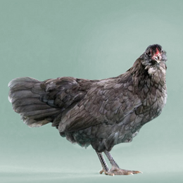 Pullet: Ultra Rare Surprise Me!, Shipping Week of - Default Title - My ...
