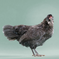 Pullet: Ultra Rare Surprise Me!, Shipping Week of - Default Title - My ...