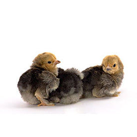 Baby Chick Identification Photos - My Pet Chicken