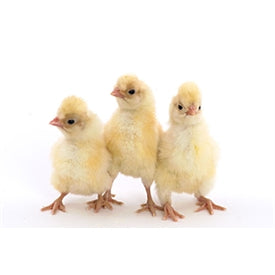 Baby Chick Identification Photos - My Pet Chicken