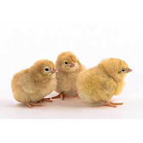 Baby Chick Identification Photos - My Pet Chicken