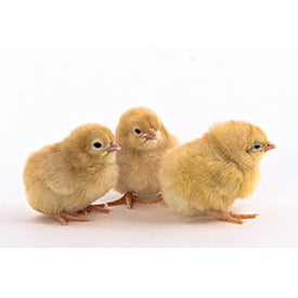 Baby Chick Identification Photos - My Pet Chicken