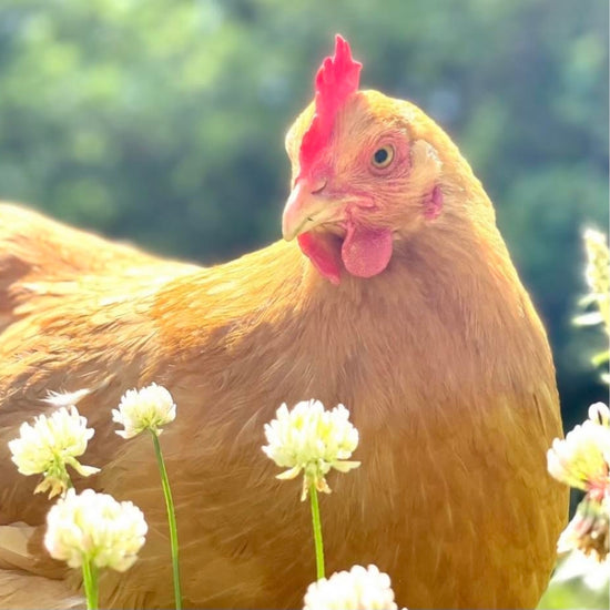 Baby Chicks: Buff Orpington - My Pet Chicken