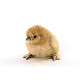 Baby Chick Identification Photos - My Pet Chicken