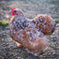 Baby Chicks: Calico Cochin Bantam - My Pet Chicken