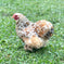 Baby Chicks: Calico Cochin Bantam - My Pet Chicken