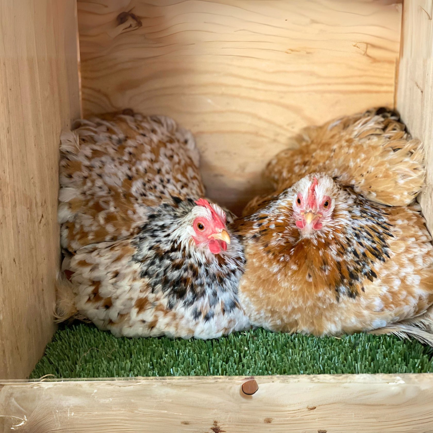 Baby Chicks: Calico Cochin Bantam - My Pet Chicken