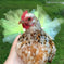 Baby Chicks: Calico Cochin Bantam - My Pet Chicken