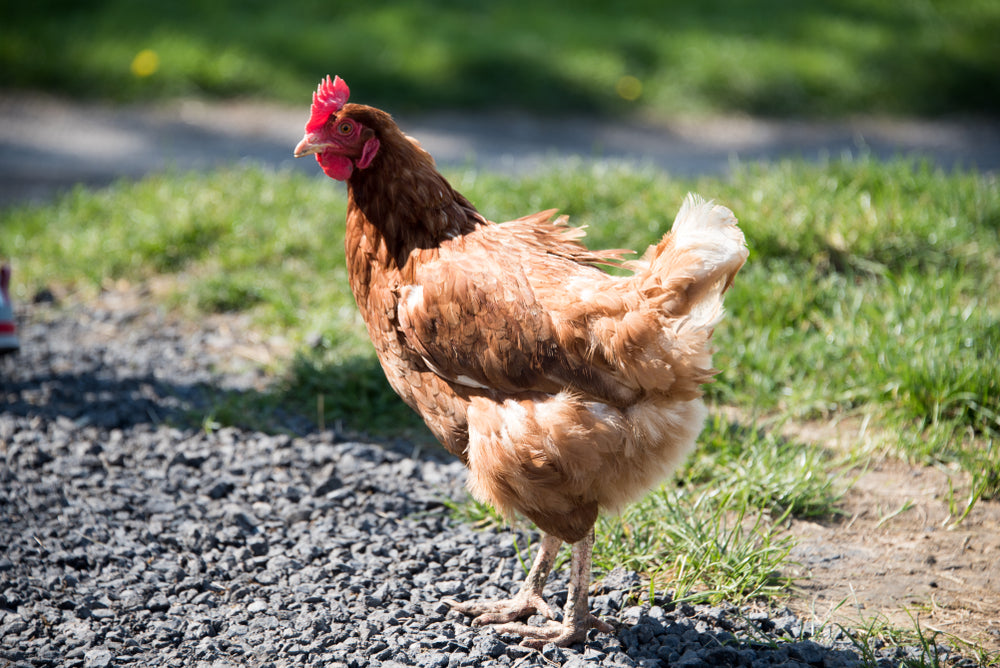 Chicken Breeds - My Pet Chicken