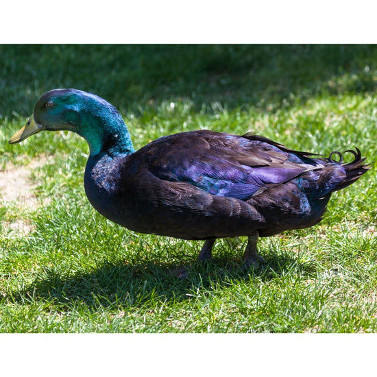Hatching Eggs: Cayuga Duck - My Pet Chicken