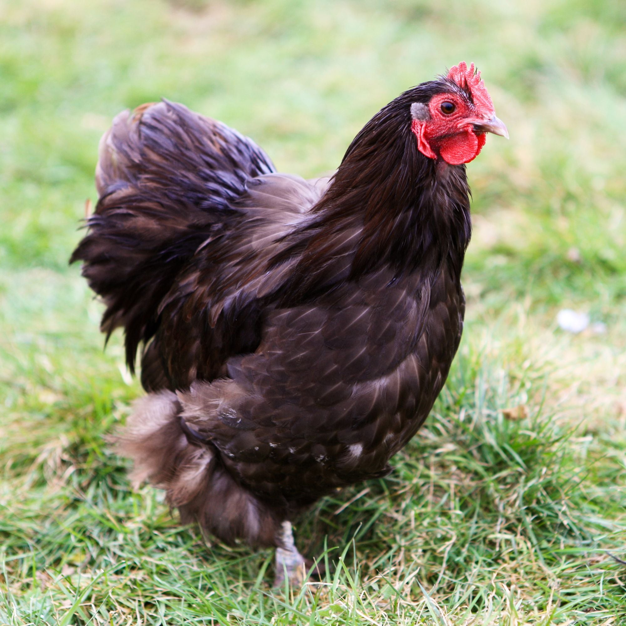Baby Chicks: Chocolate Orpington - My Pet Chicken