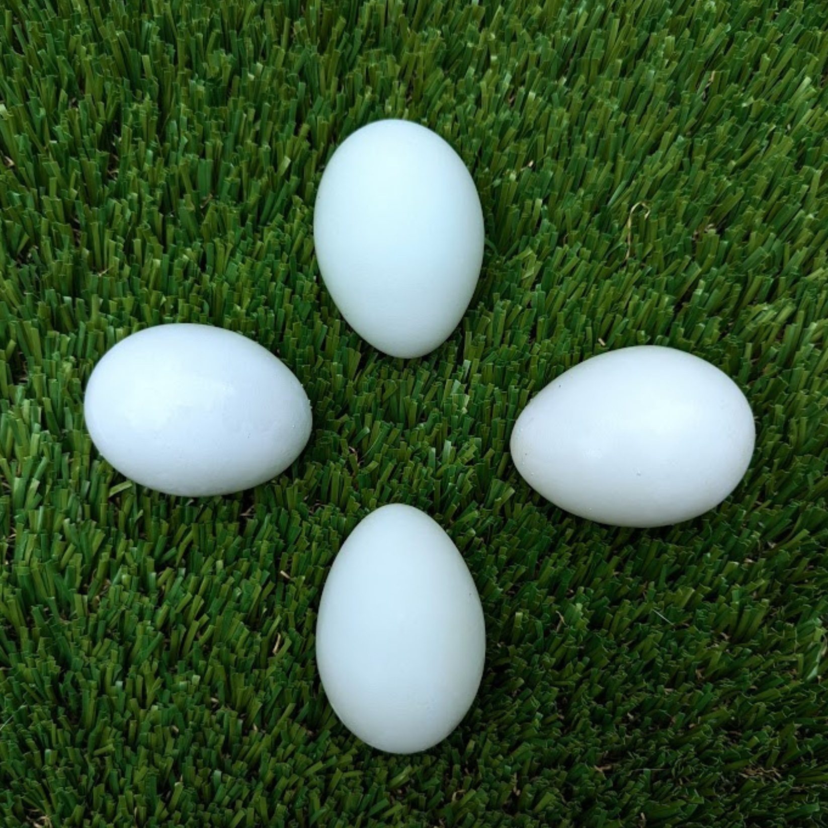Pullet: Cream Legbar Blue-Egger, Shipping Week 02/09/2026 - My Pet Chicken