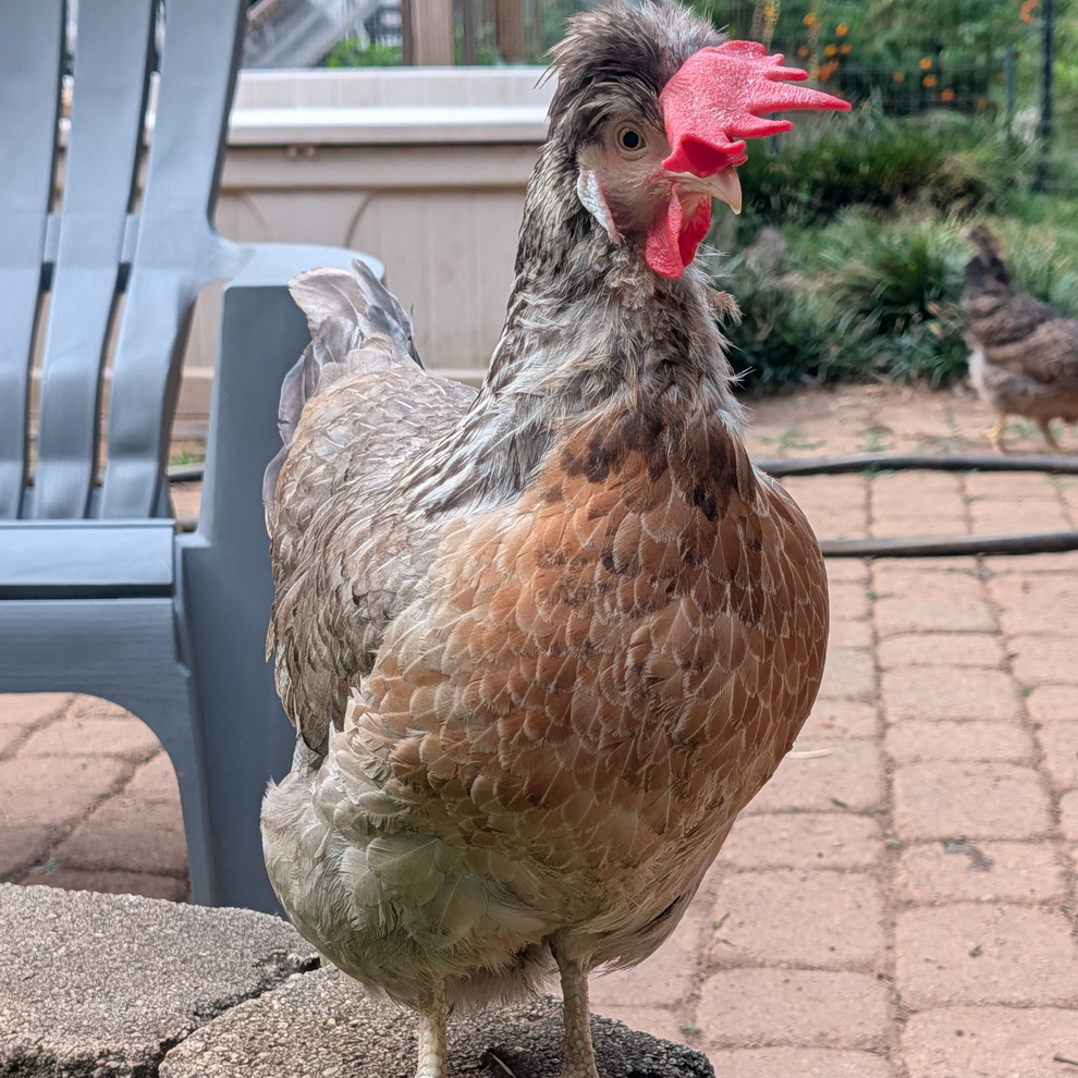 Pullet: Cream Legbar Blue-Egger, Shipping Week 05/25/2026 - My Pet Chicken