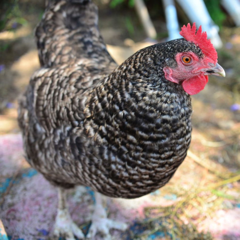 Pullet: Silver Cuckoo Marans, Shipping Week of - My Pet Chicken