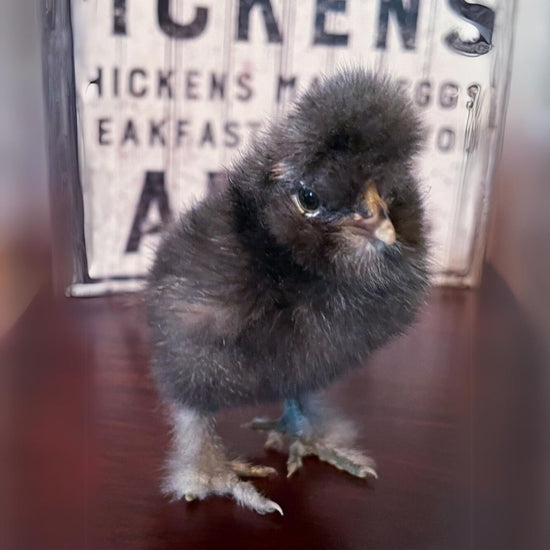 Baby Chicks: Cuckoo Silkie Bantam - My Pet Chicken