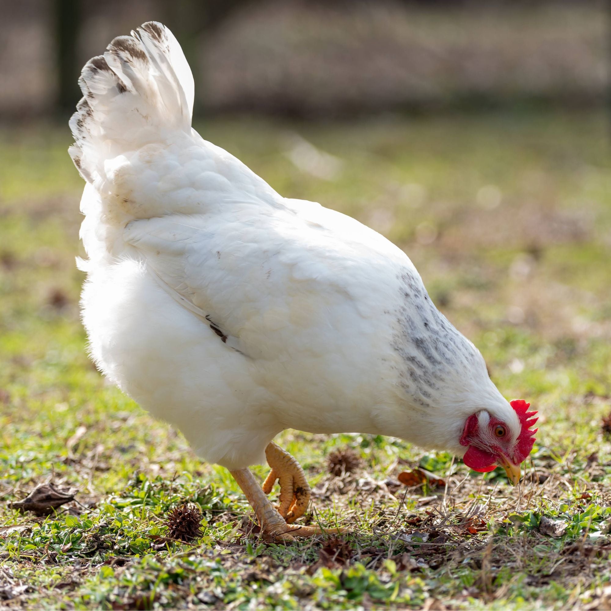 Chicken Breeds - My Pet Chicken