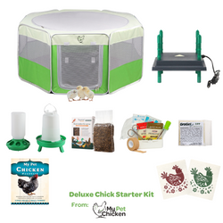 What is a setter and what is a non-setter in chickens? - My Pet Chicken