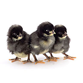 Baby Chick Identification Photos - My Pet Chicken