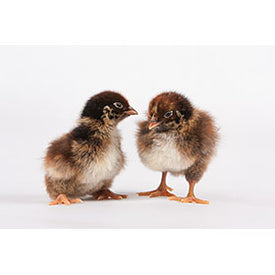 Baby Chick Identification Photos - My Pet Chicken
