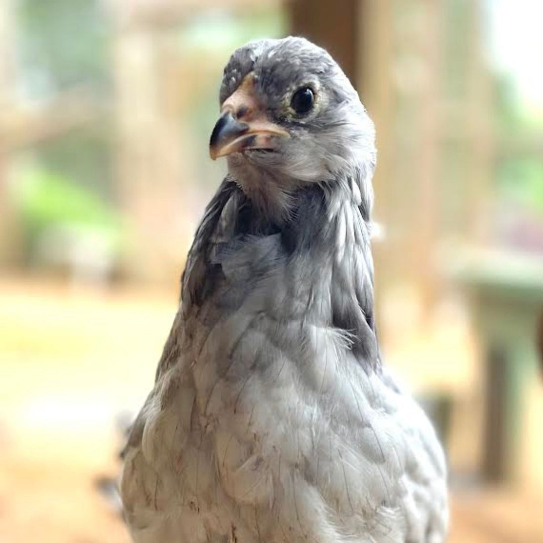 Hatching Eggs: Easter Egger Bantam, Merry Manor Location - My Pet Chicken