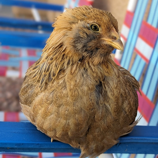 Baby Chicks: Easter Egger Bantam - My Pet Chicken