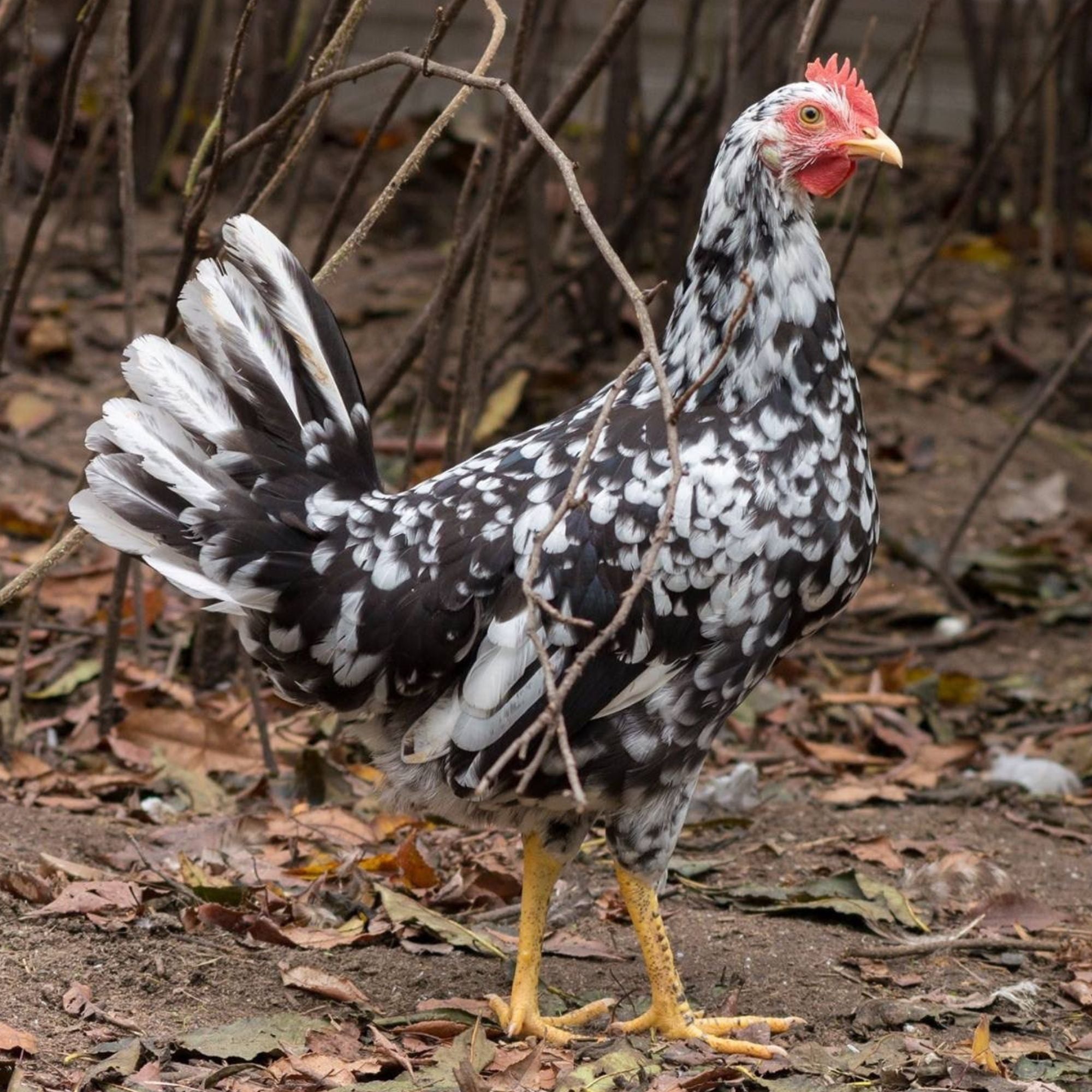 Pullet: Exchequer Leghorn, Shipping Week of - My Pet Chicken