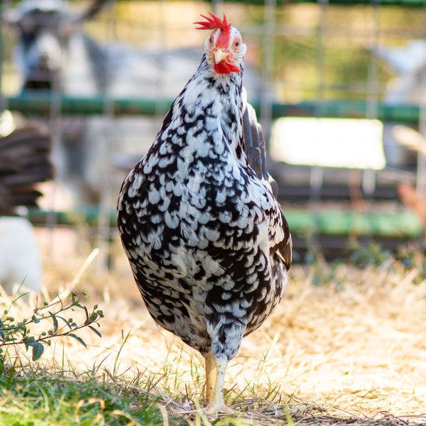 Pullet: Exchequer Leghorn, Shipping Week of - My Pet Chicken