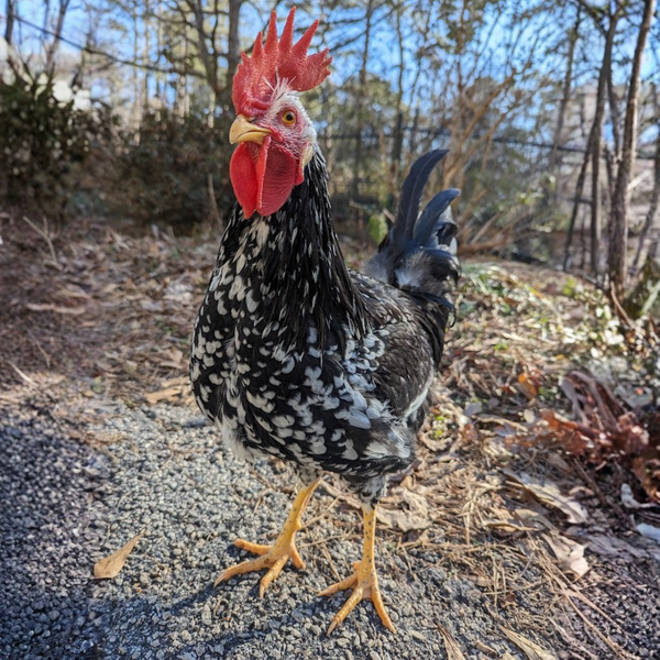 Baby Chicks: Exchequer Leghorn - My Pet Chicken