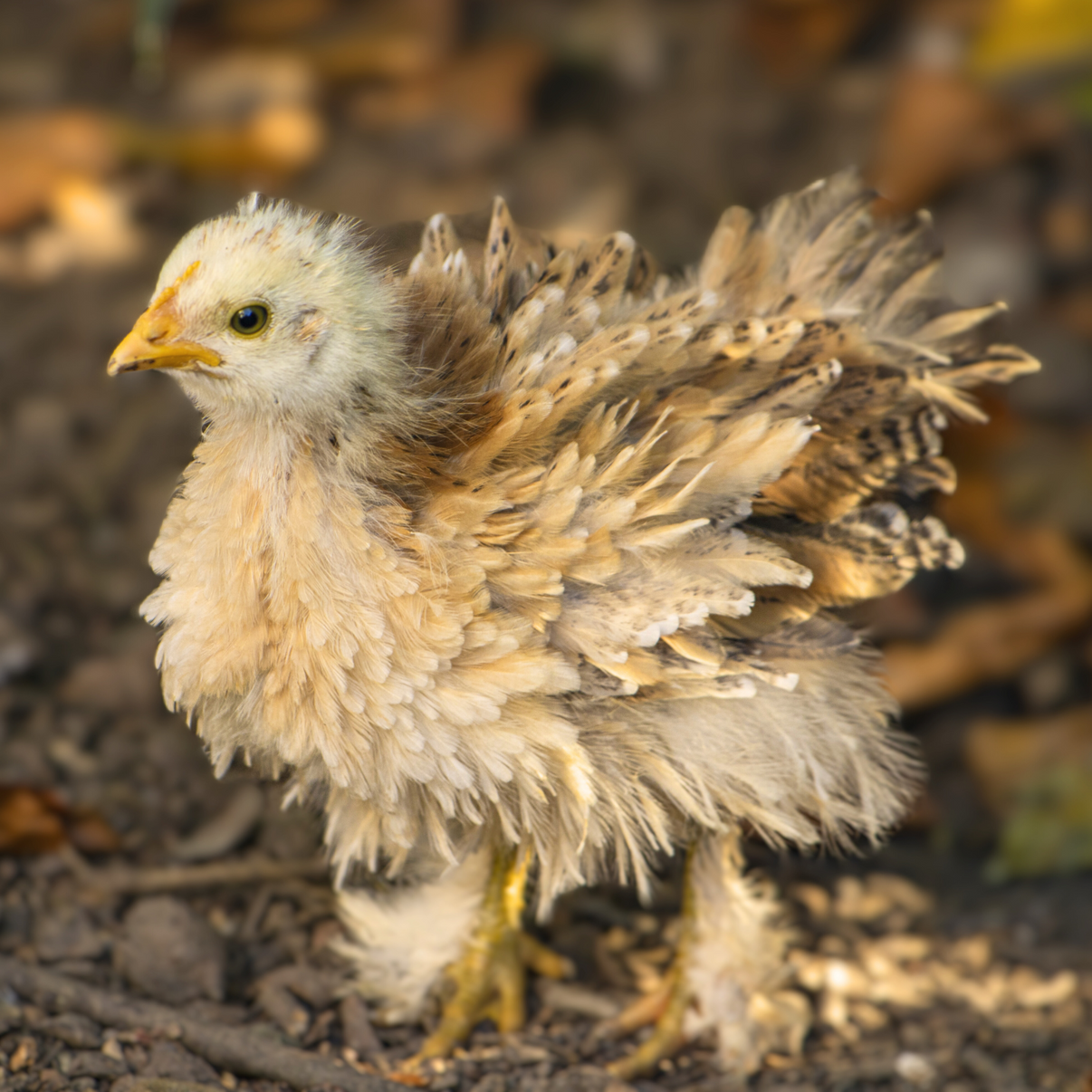 Baby Chicks: Frizzle Easter Egger Bantam - My Pet Chicken
