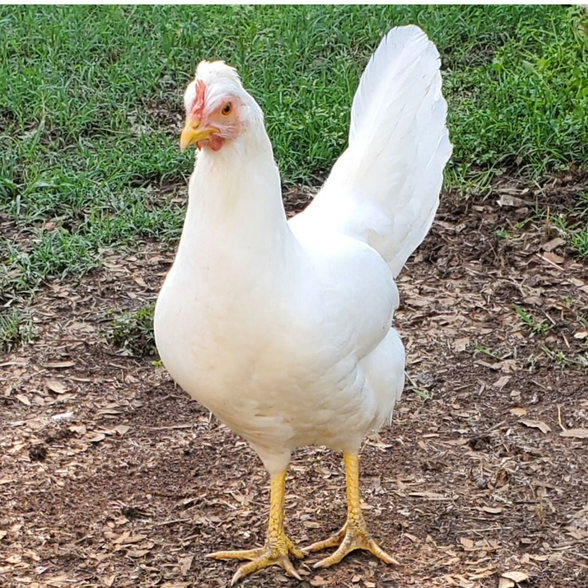 Pullet: Frost White Legbar, Shipping Week of - My Pet Chicken