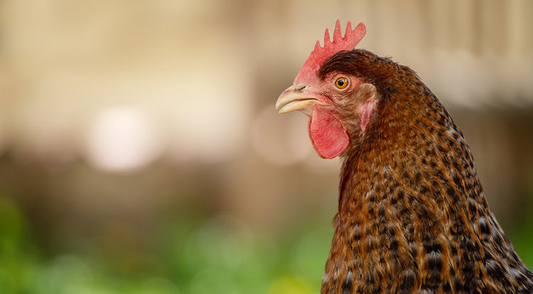 Chicken Information - My Pet Chicken