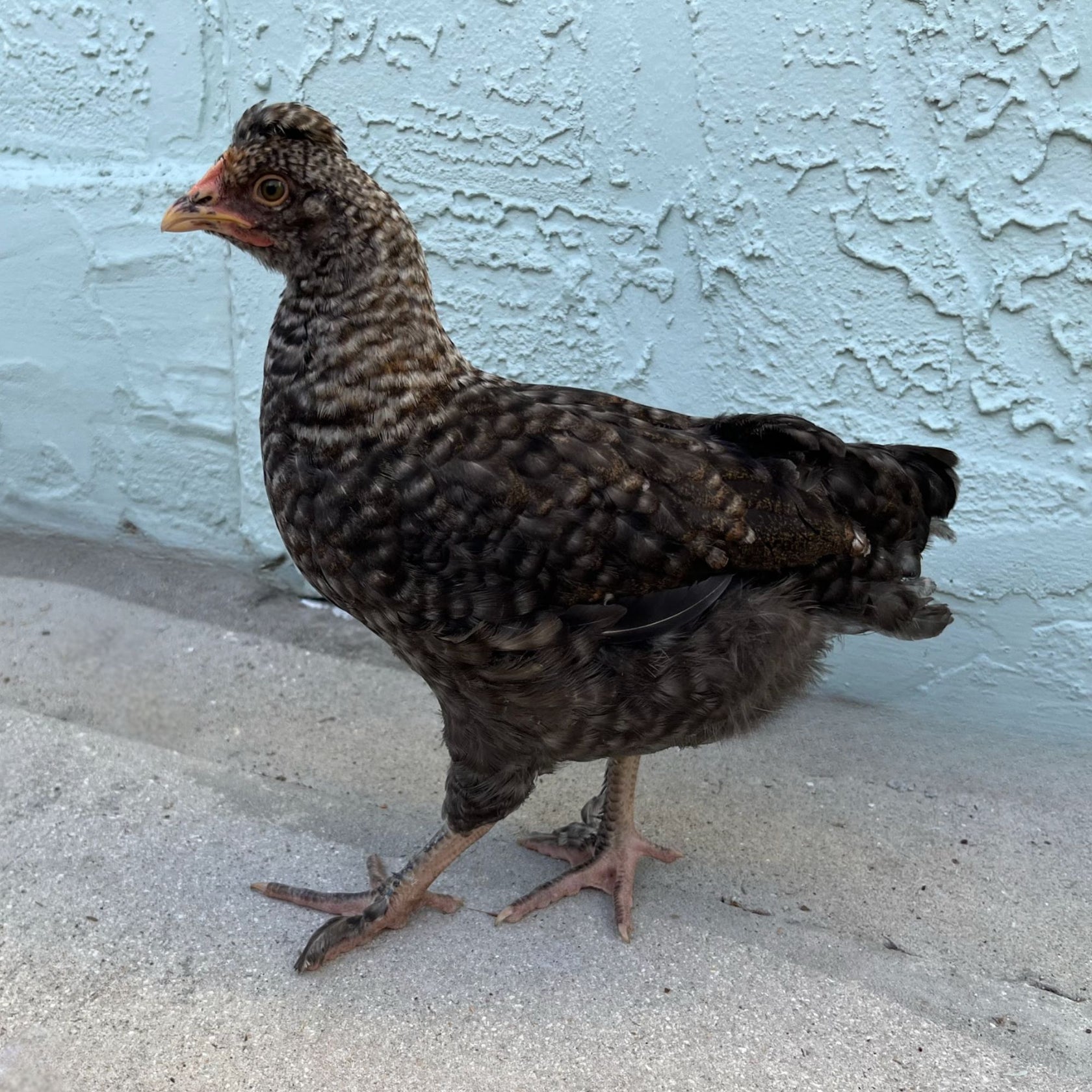 Baby Chicks: Gold Kissed Granite Olive Egger - My Pet Chicken