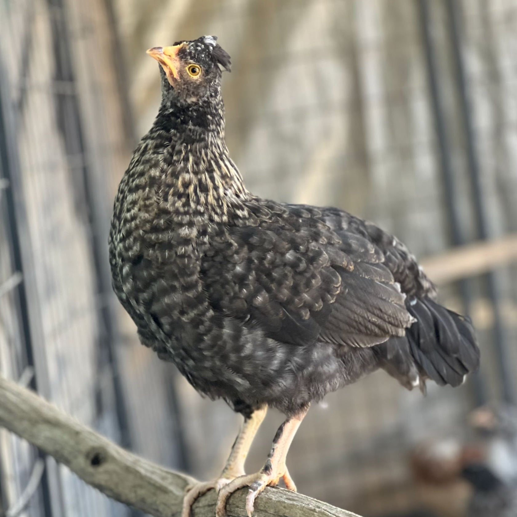 Baby Chicks: Gold Kissed Granite Olive Egger - My Pet Chicken