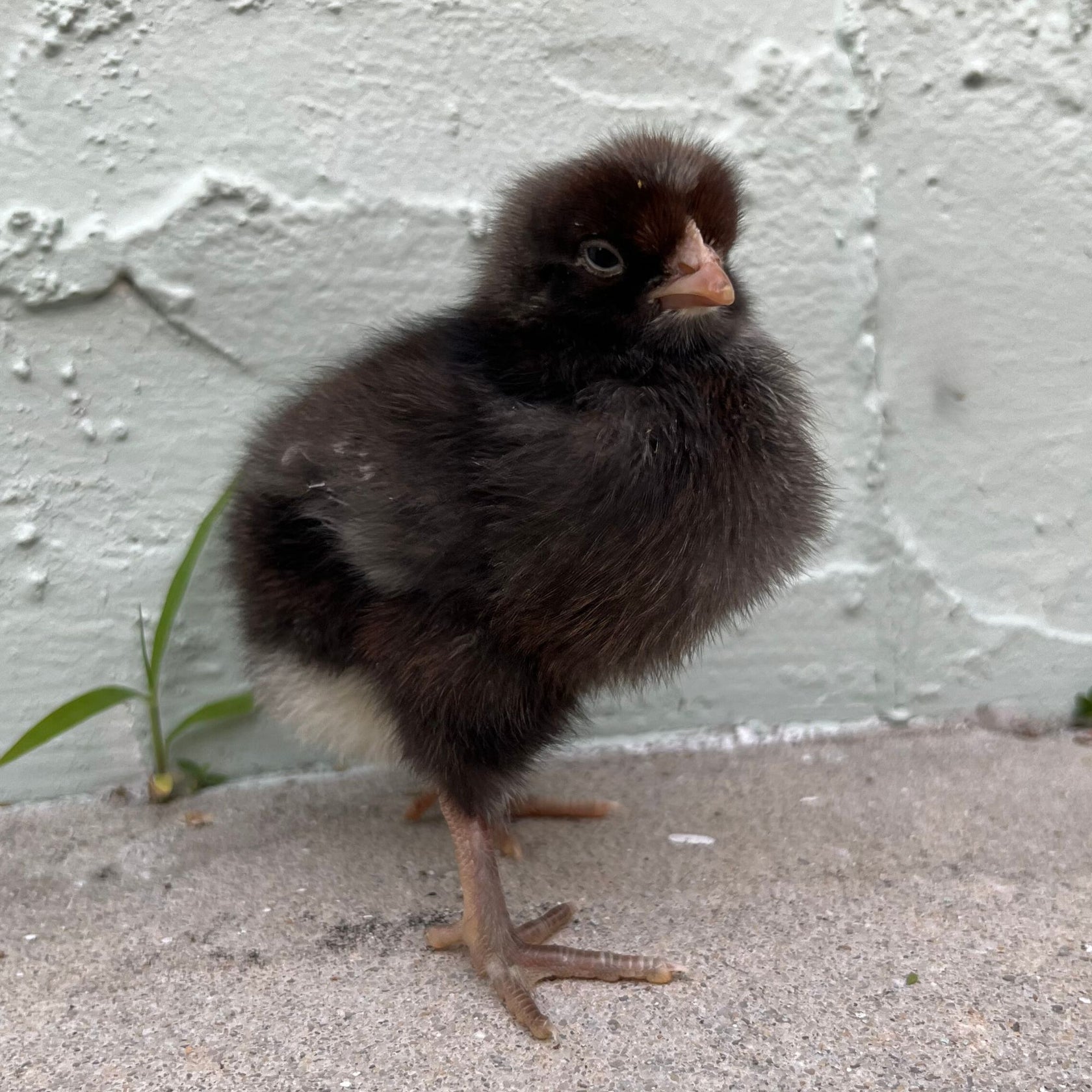 Baby Chicks: Gold Kissed Granite Olive Egger - My Pet Chicken