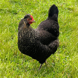 Baby Chicks: Gold Kissed Granite Olive Egger - My Pet Chicken