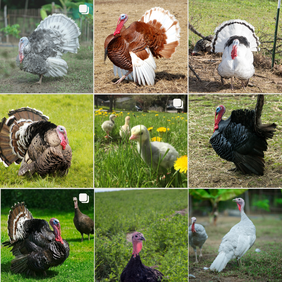 Turkey Poult: Mystery Turkey Poult from Our Heritage Assortment - My ...
